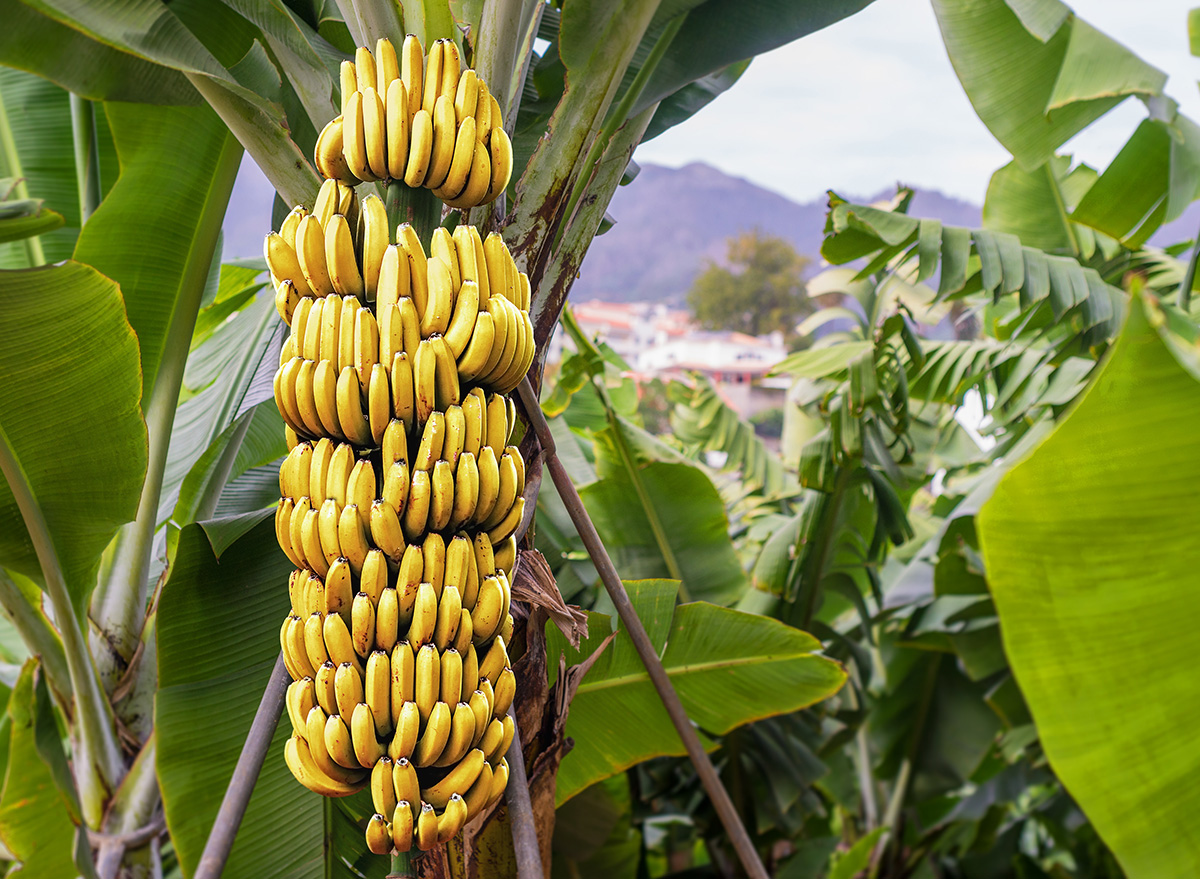 The Healthiest Way to Eat Your Bananas: Nutrition Guide