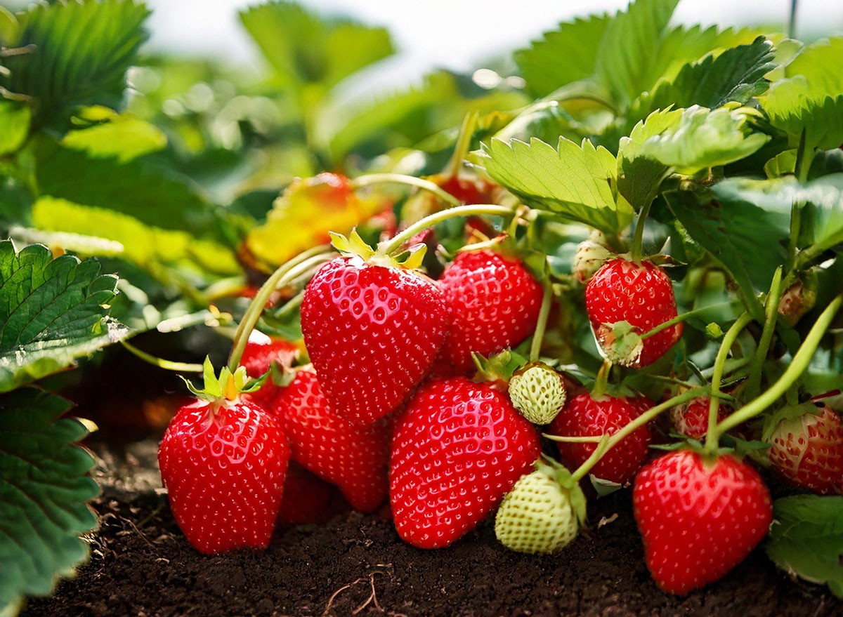 10 Best Fat-Burning Foods, According to a Dietitian